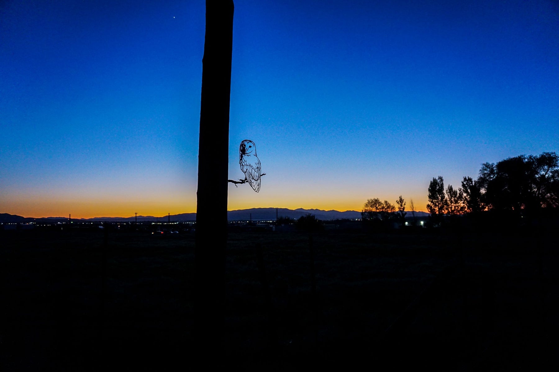 Barn Owl – Still Animals