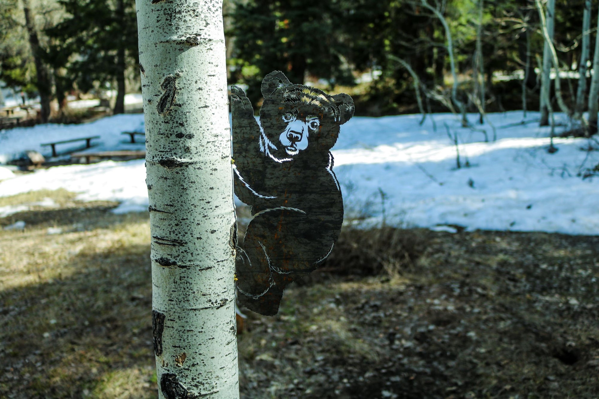 Bear Cub – Still Animals