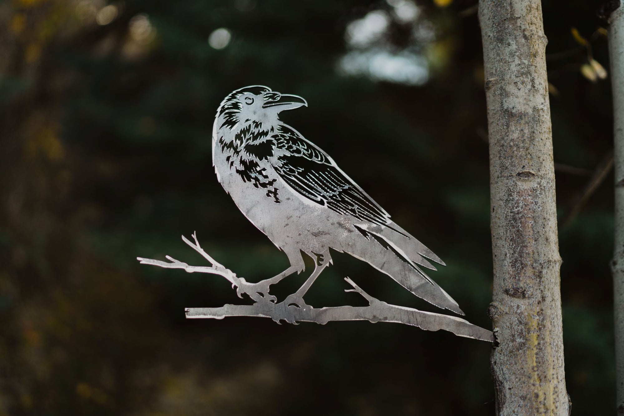Raven – Still Animals