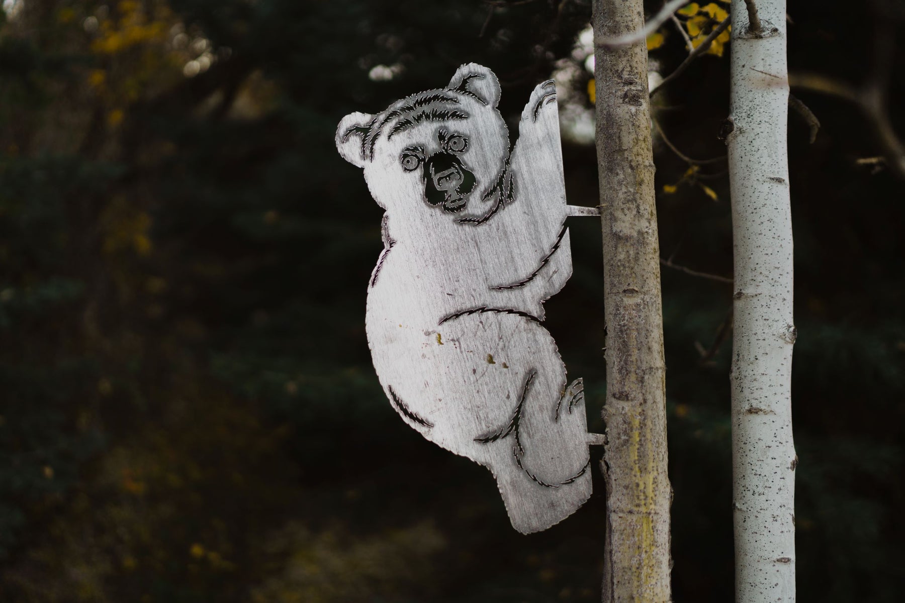 Bear Cub – Still Animals