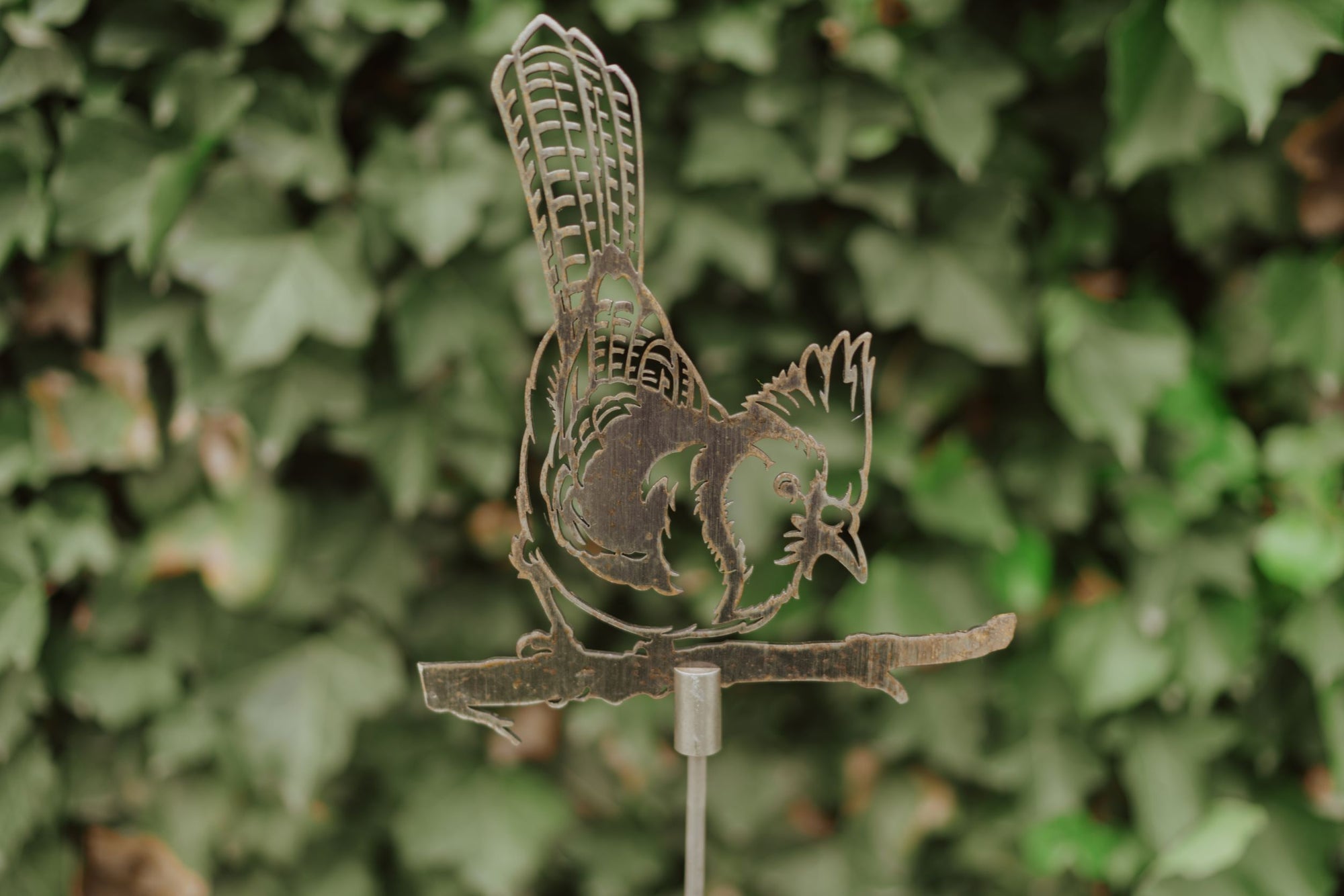 Blue Jay – Still Animals