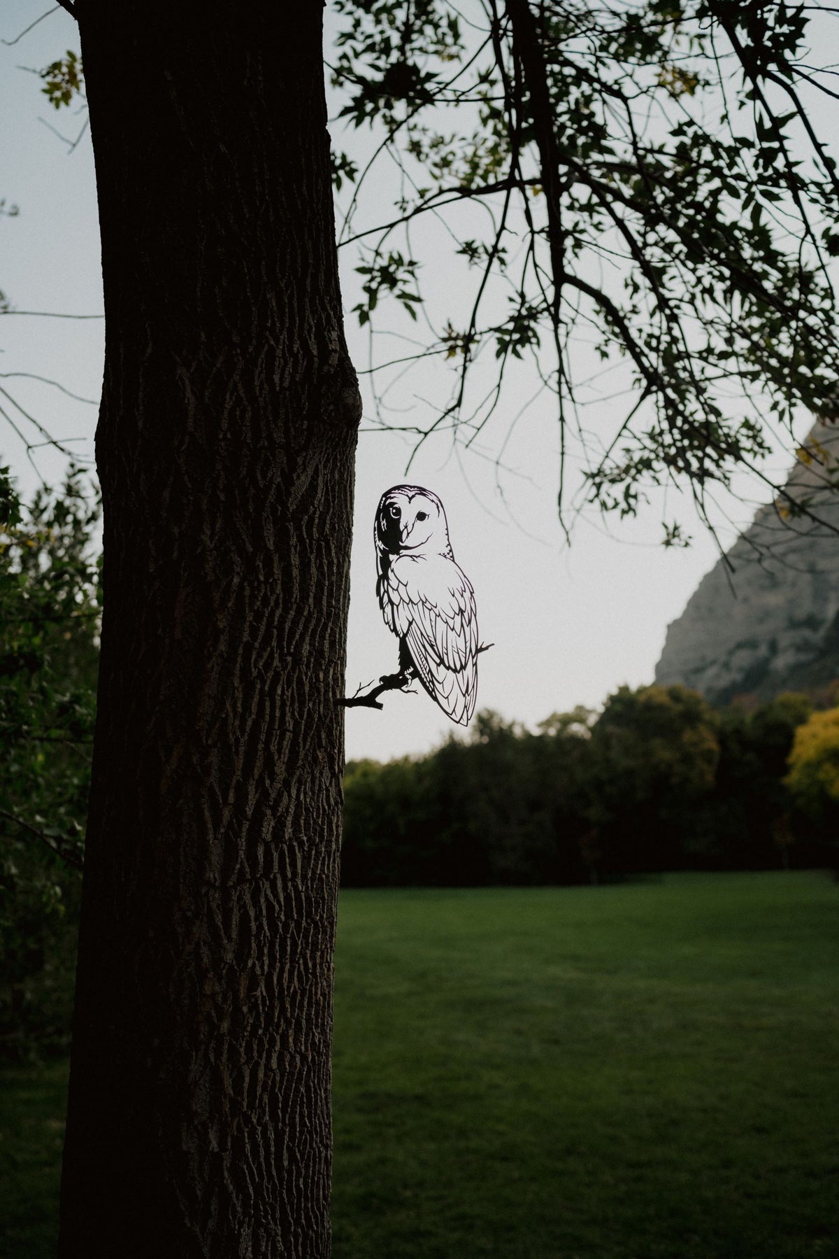 Barn Owl – Still Animals