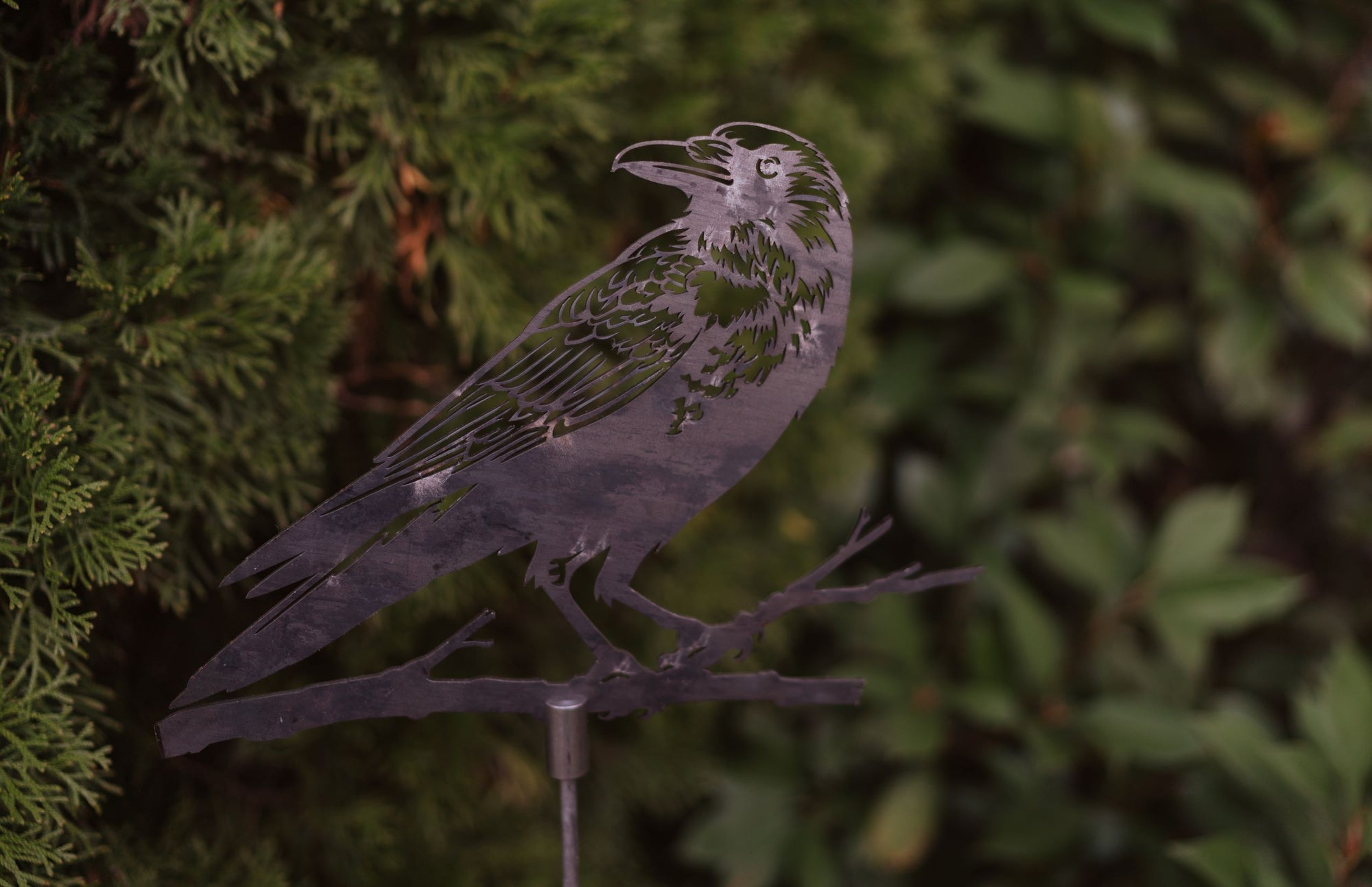 Raven – Still Animals