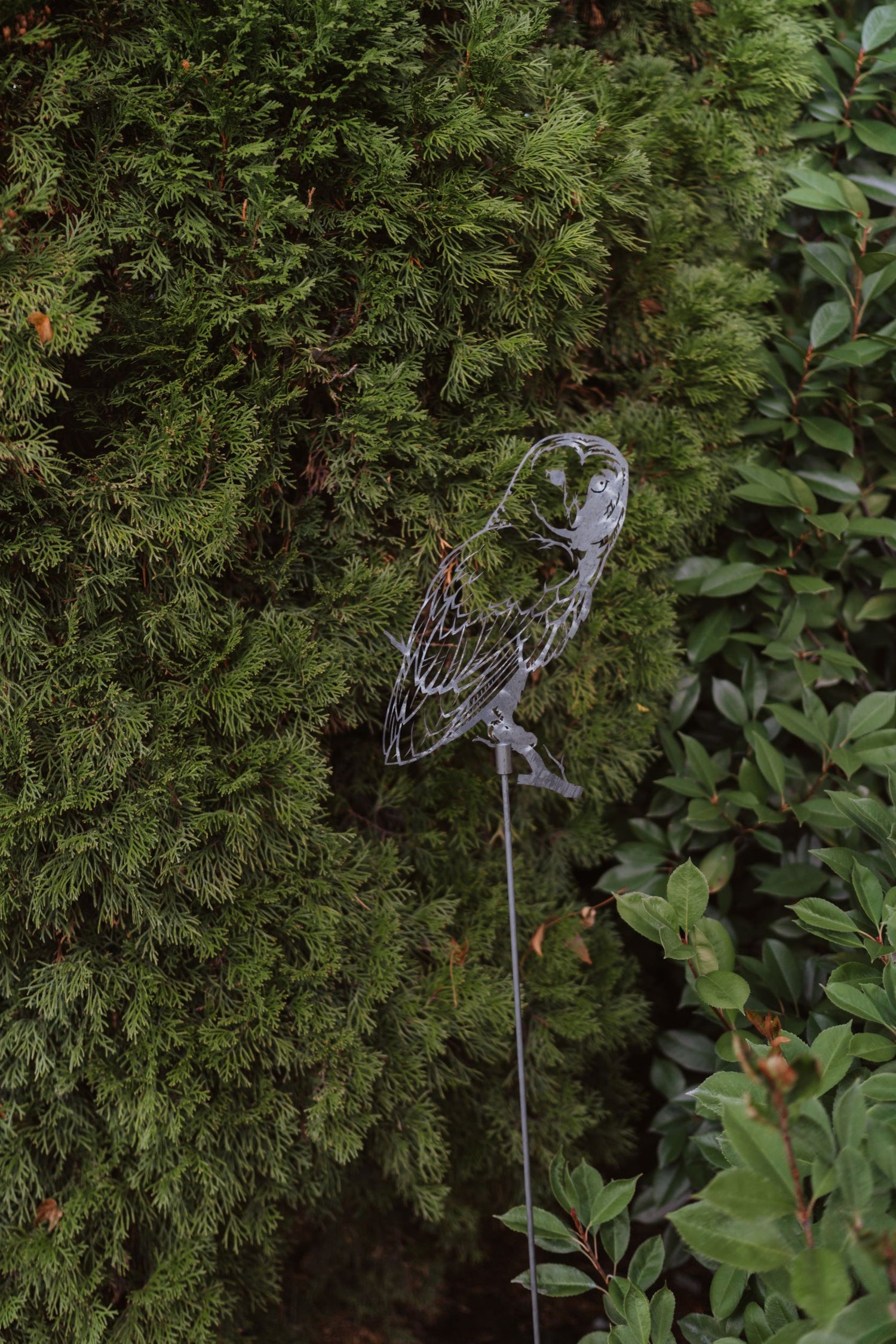 Barn Owl – Still Animals