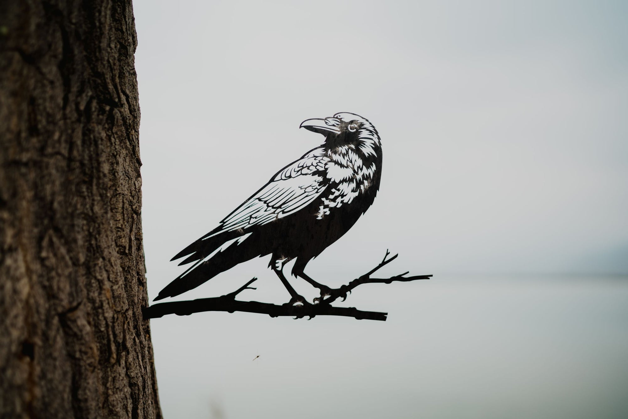 Raven – Still Animals