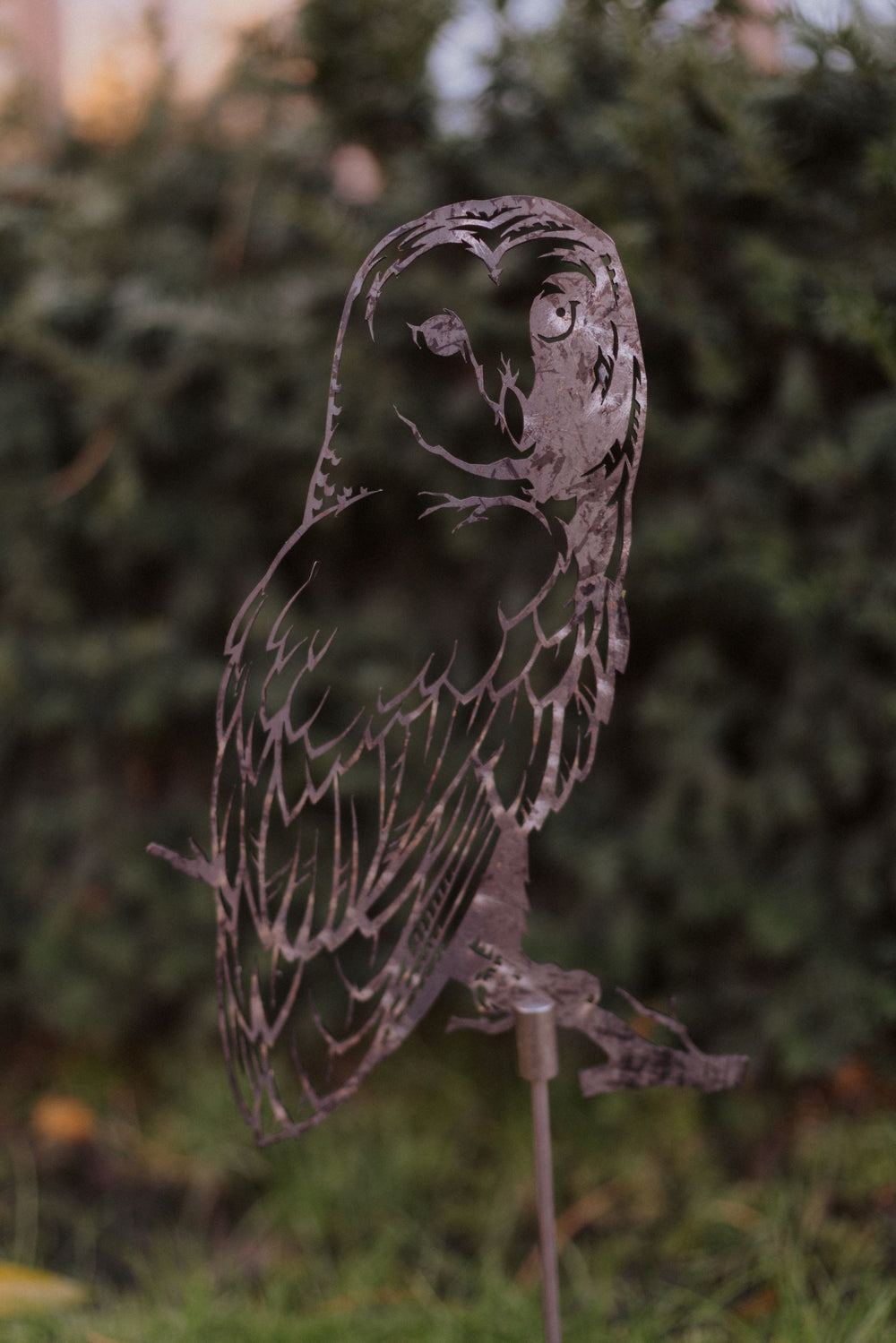 Barn Owl – Still Animals