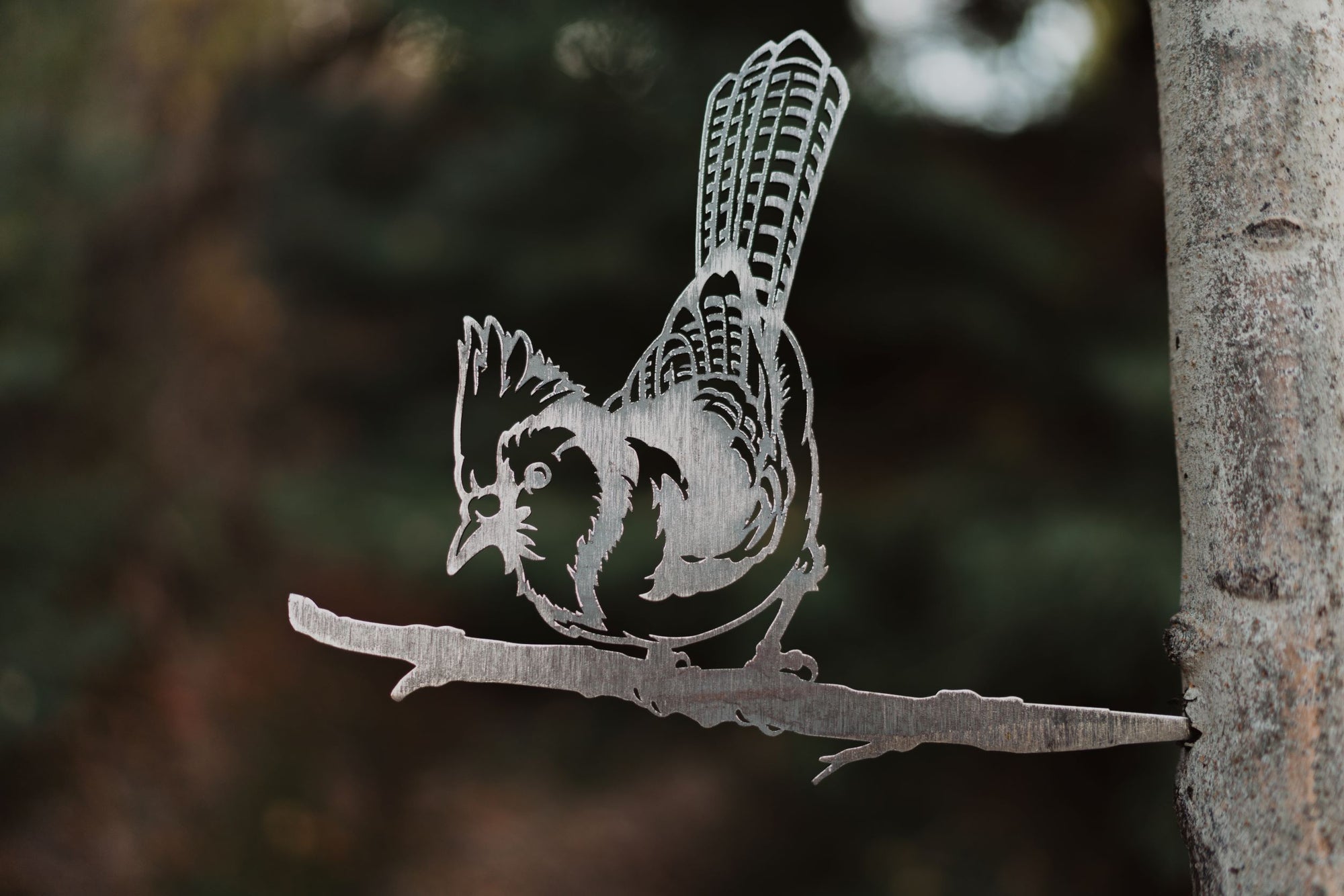 Blue Jay – Still Animals