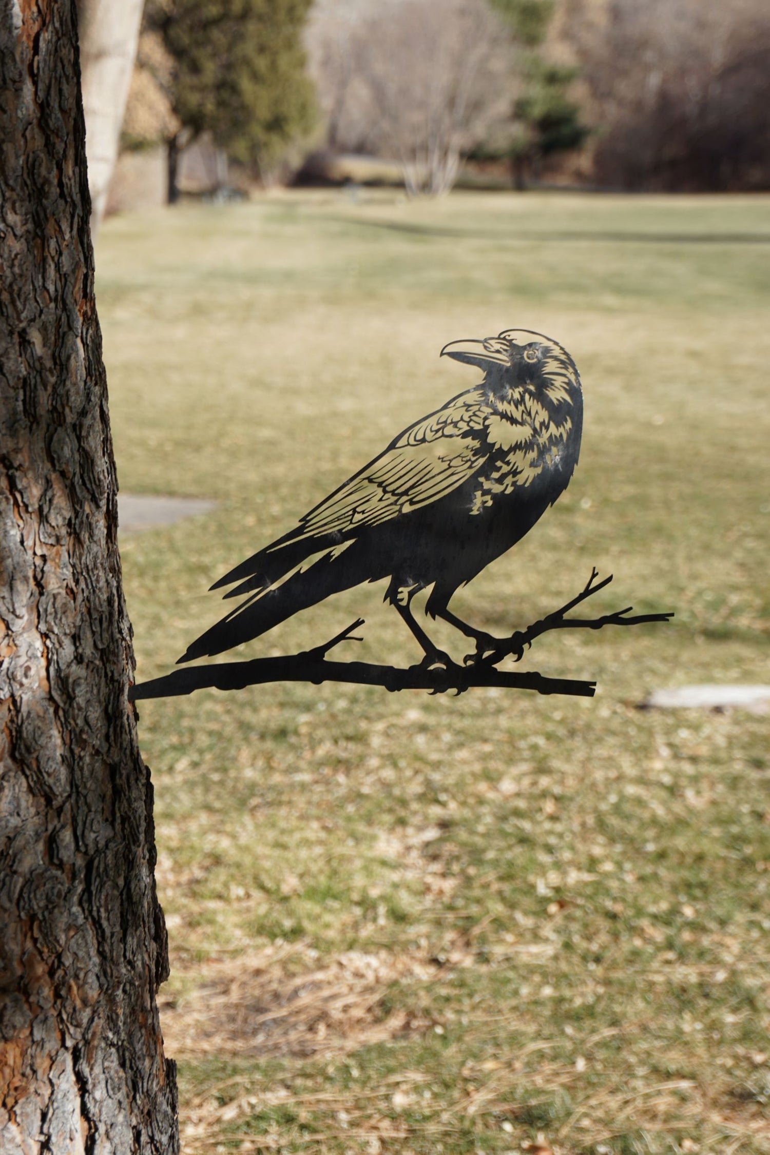 Raven – Still Animals
